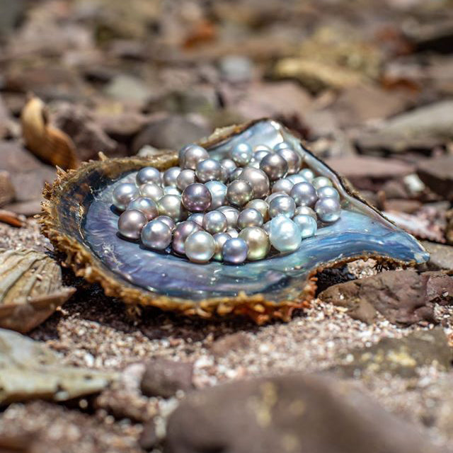 Real Pearls In Shell